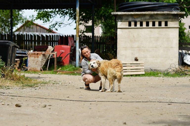 AnimalLife Sibiu – Asociatia pentru Protectia Animalelor si a Naturii ...